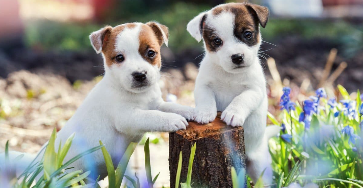 The 10 Most Popular Animals on Earth - Chippeo