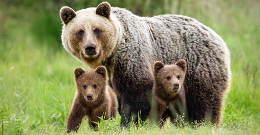 The 10 Most Popular Animals on Earth - Chippeo