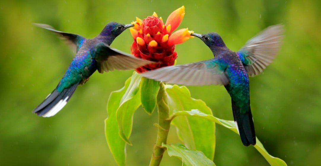 The 10 Most Popular Animals on Earth - Chippeo