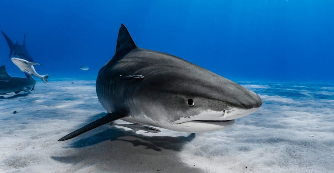 The 10 Most Popular Animals on Earth - Chippeo