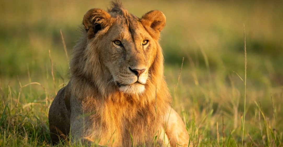 The 10 Most Popular Animals on Earth - Chippeo